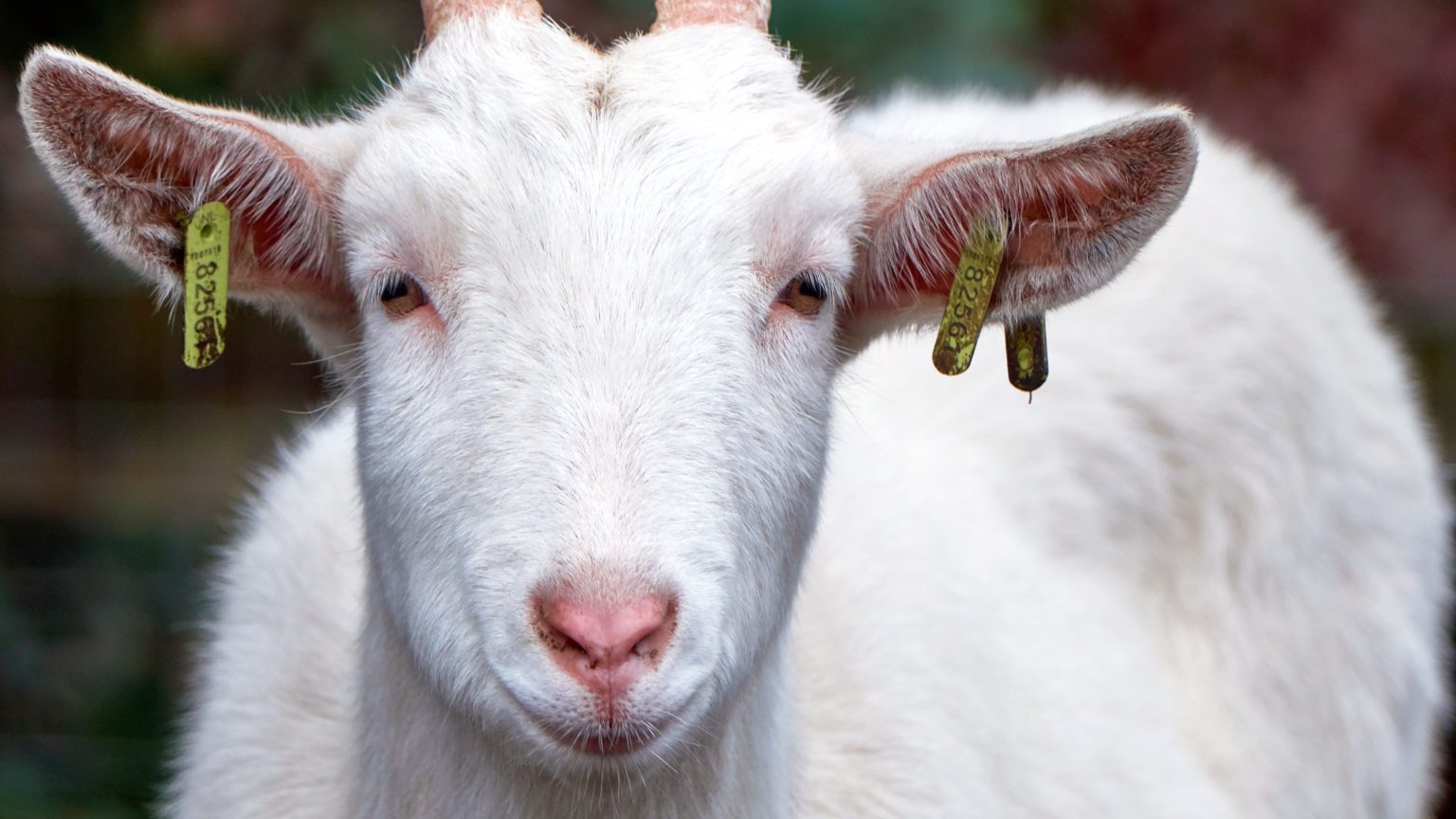 Alles over de geit | Ontmoet onze dieren | DierenPark Amersfoort