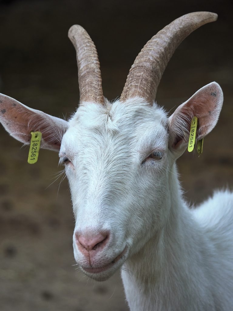 Ontmoet onze dieren - DierenPark Amersfoort