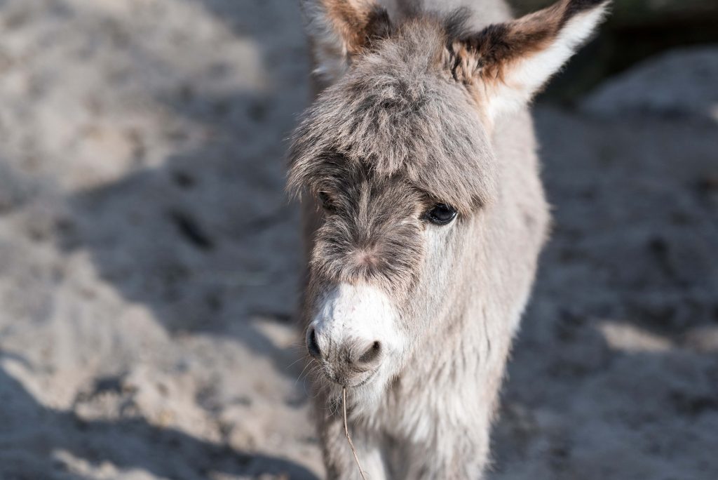 Mini-ezel - DierenPark Amersfoort