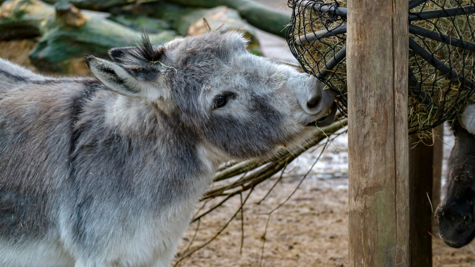 Alles over de mini-ezel | Ontmoet onze dieren | DierenPark Amersfoort
