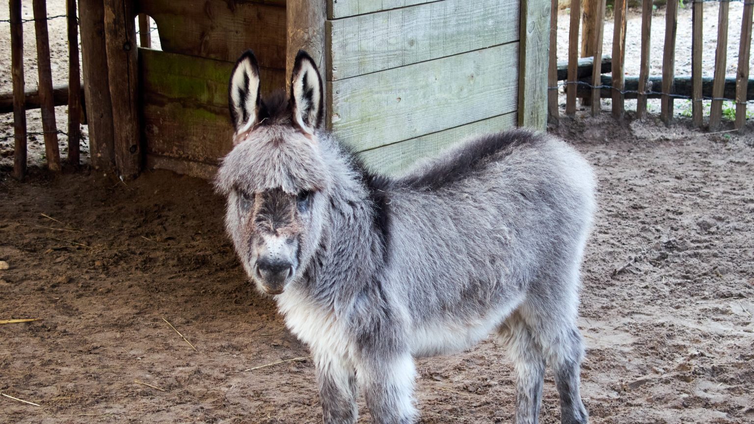 Alles over de mini-ezel | Ontmoet onze dieren | DierenPark Amersfoort