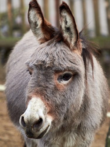 Ontmoet onze dieren | DierenPark Amersfoort