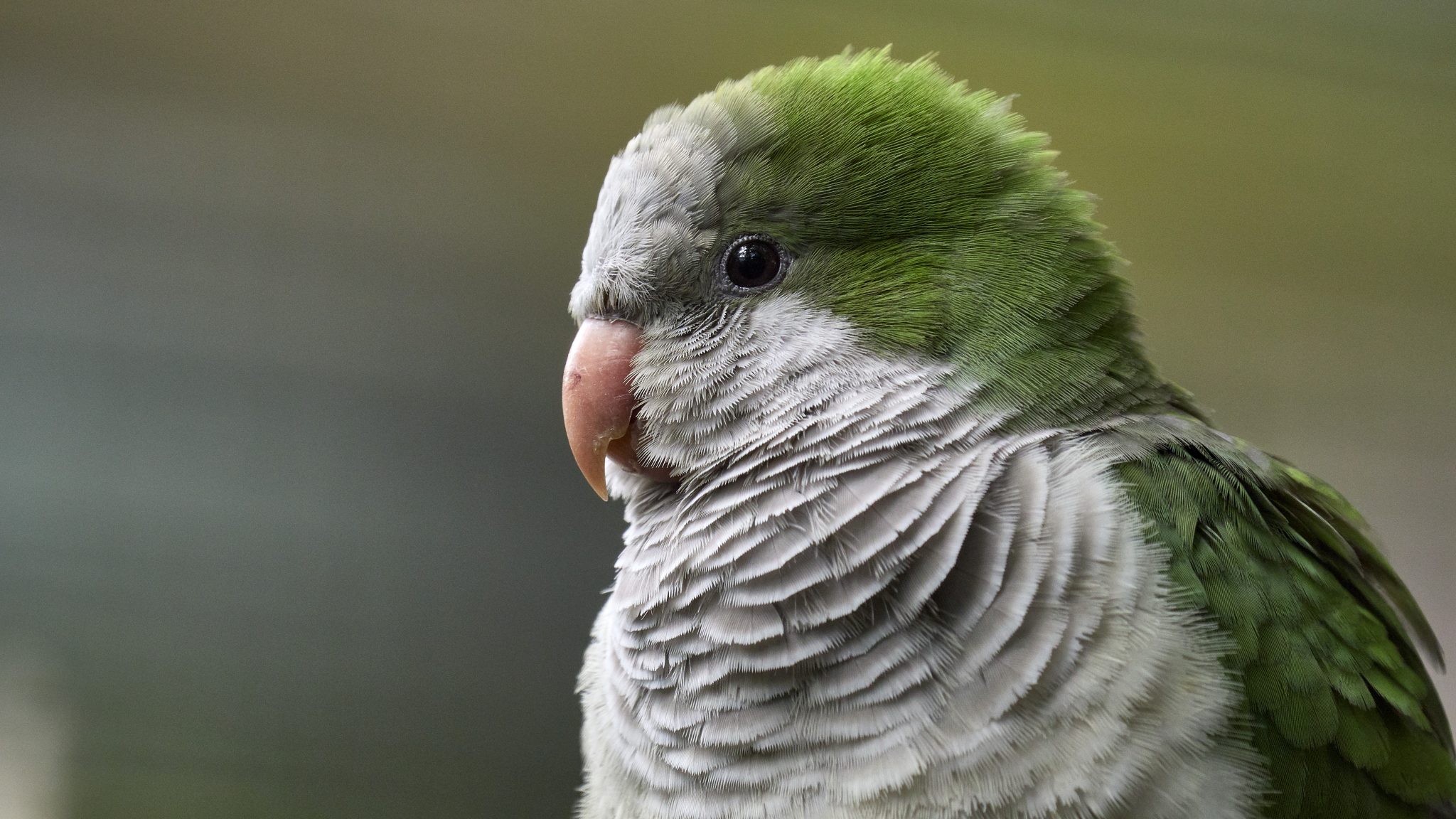 Alles over de: parkiet | DierenPark Amersfoort