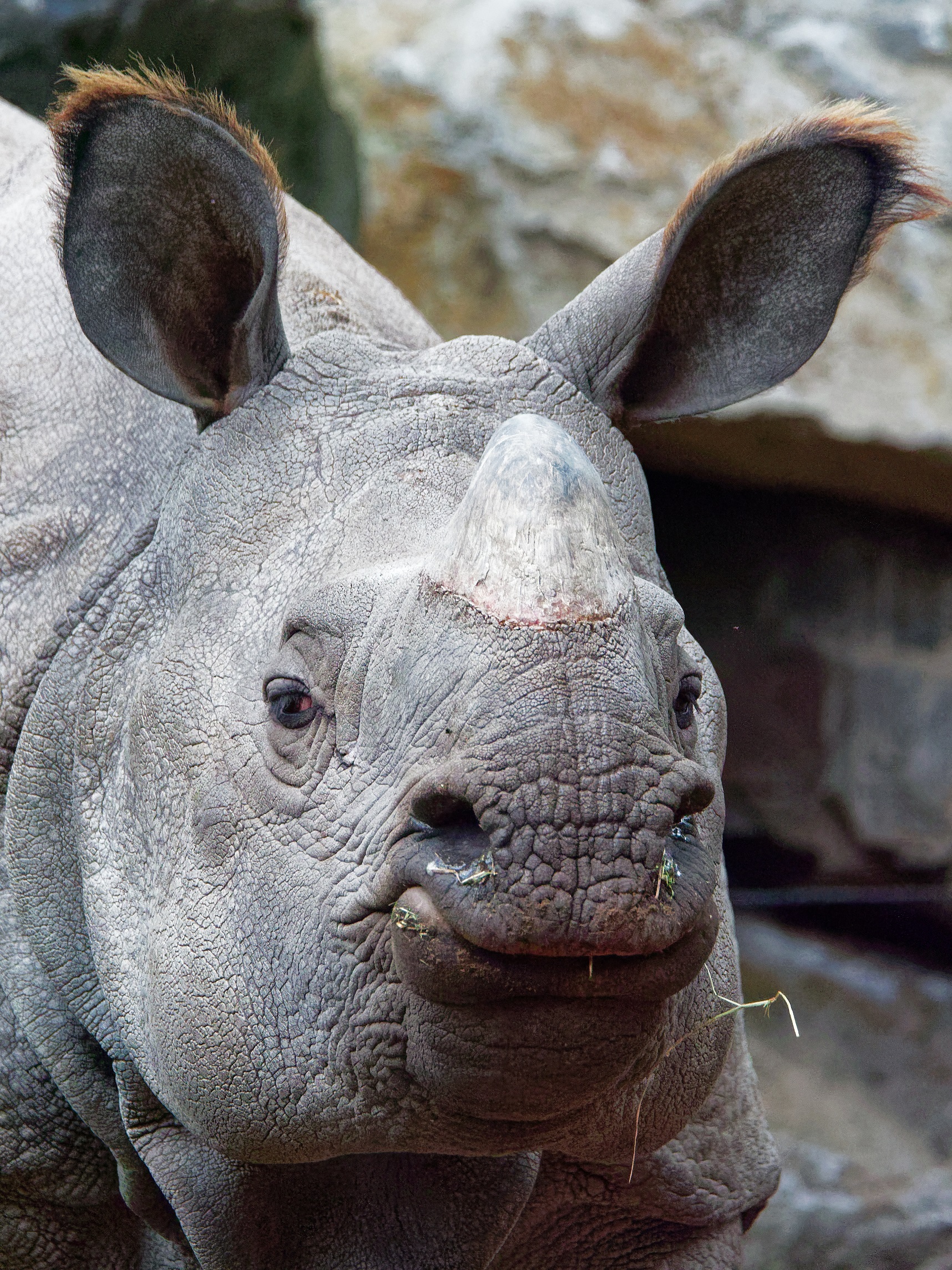 Alles over de miljoenpoot | Ontmoet onze dieren | DierenPark Amersfoort