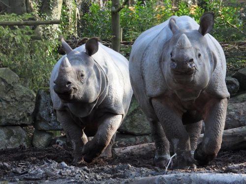 Alles over de Indische neushoorn | Ontmoet onze dieren | DierenPark ...