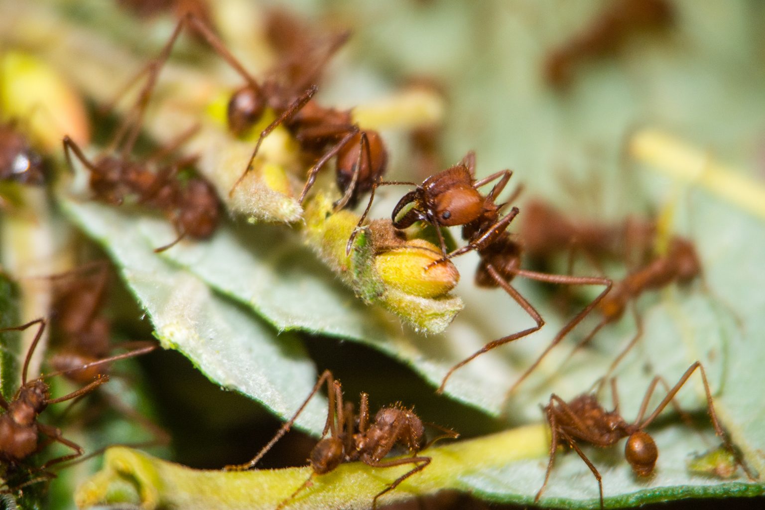 Alles over de mier | Ontmoet onze dieren | DierenPark Amersfoort