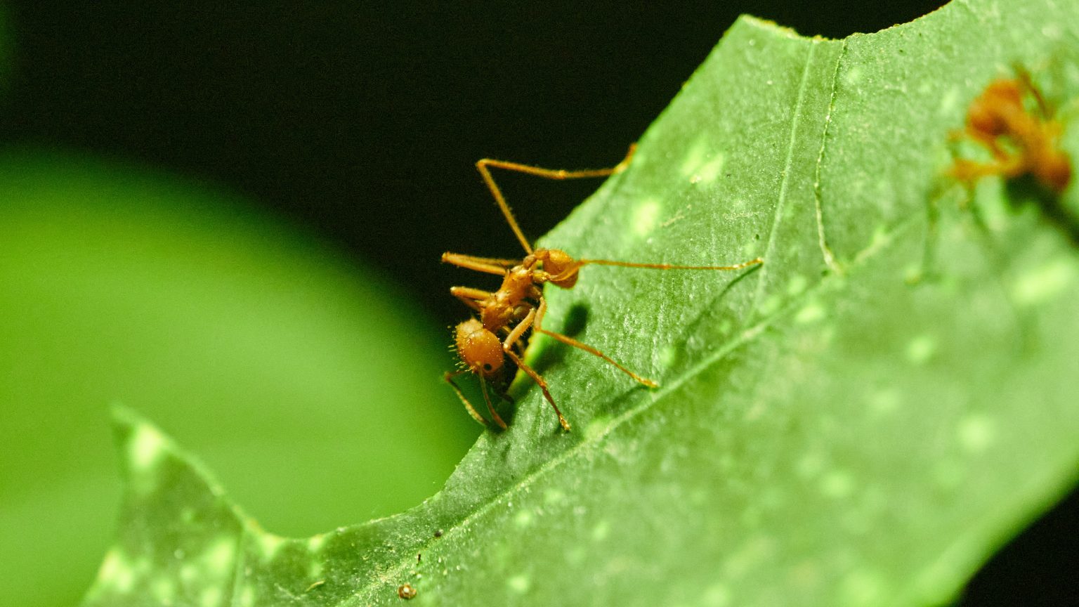 Alles over de mier | Ontmoet onze dieren | DierenPark Amersfoort