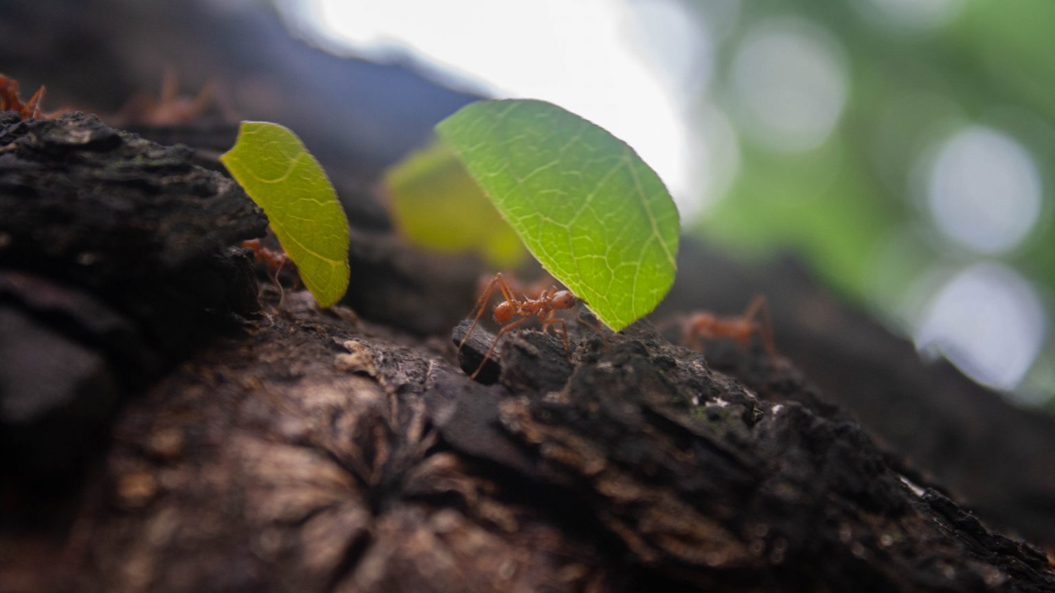 Alles over de mier | Ontmoet onze dieren | DierenPark Amersfoort