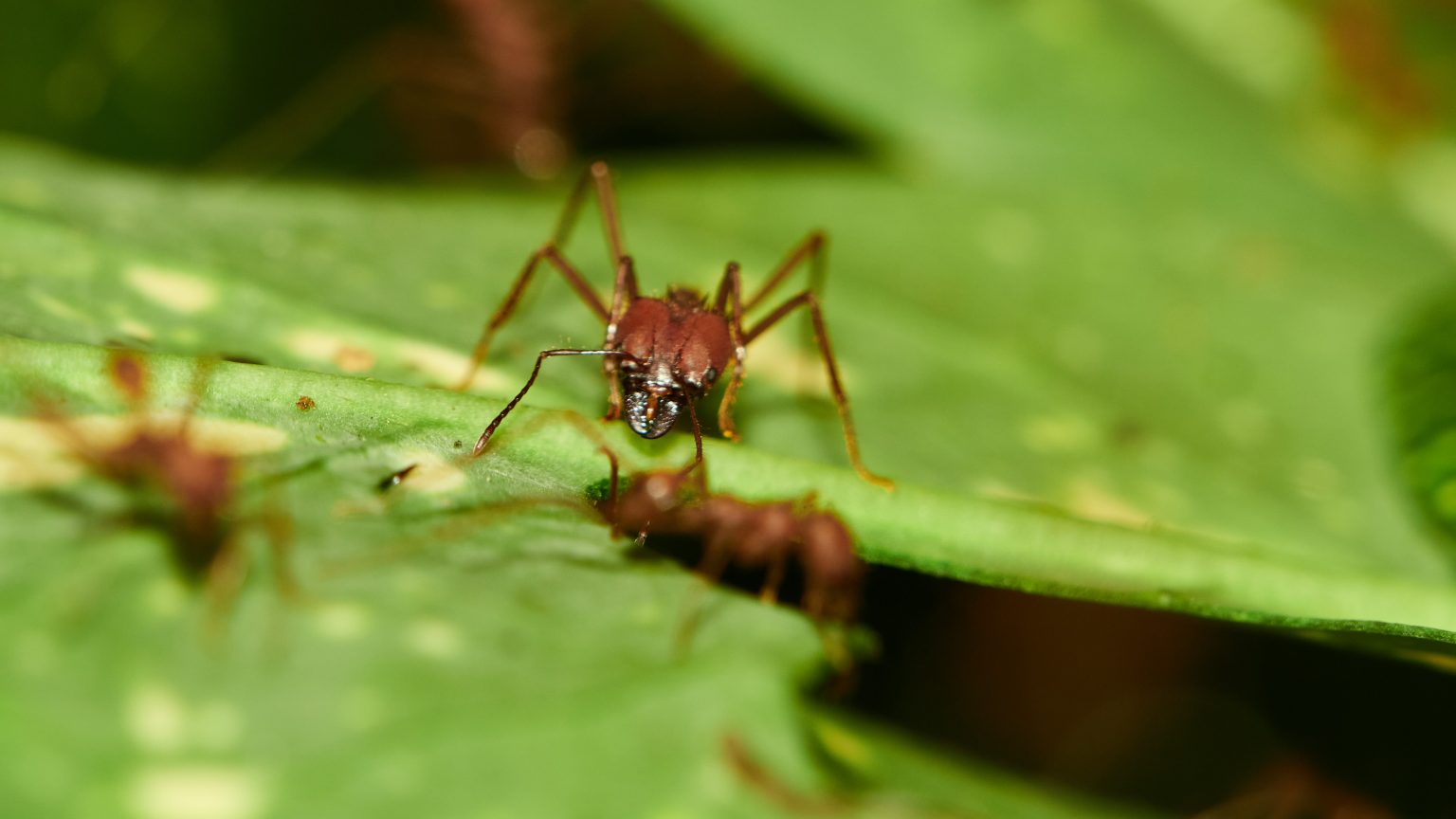 Alles over de mier | Ontmoet onze dieren | DierenPark Amersfoort