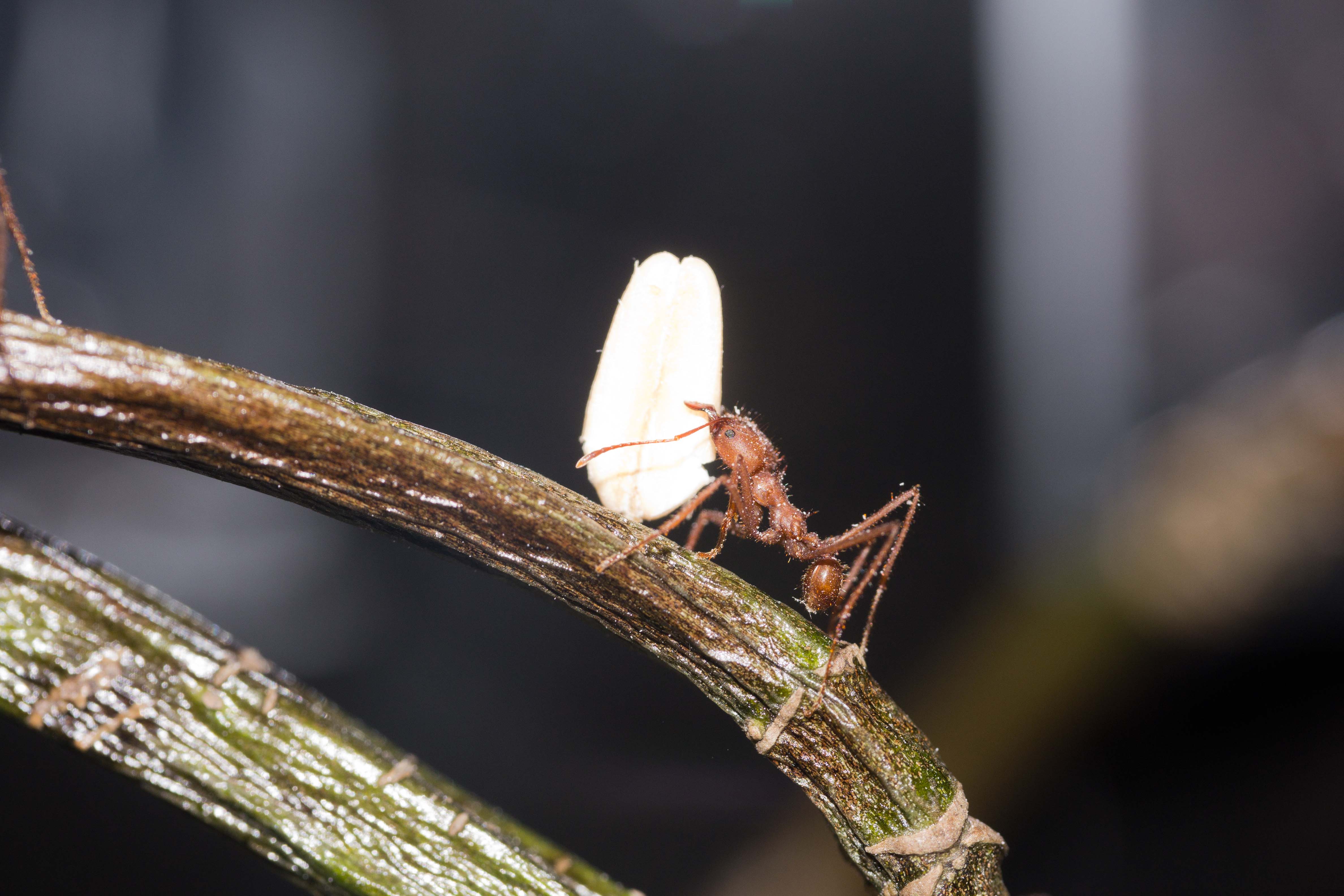 Alles over de mier | Ontmoet onze dieren | DierenPark Amersfoort
