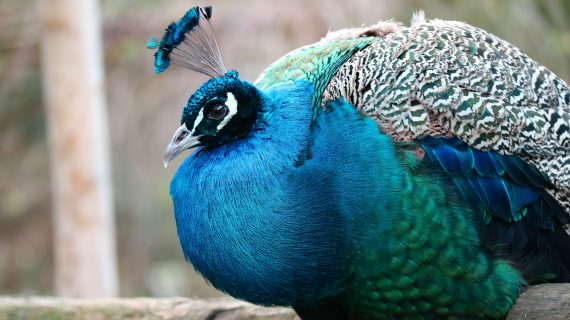 Alles over de: pauw | Ontmoet onze dieren | DierenPark Amersfoort