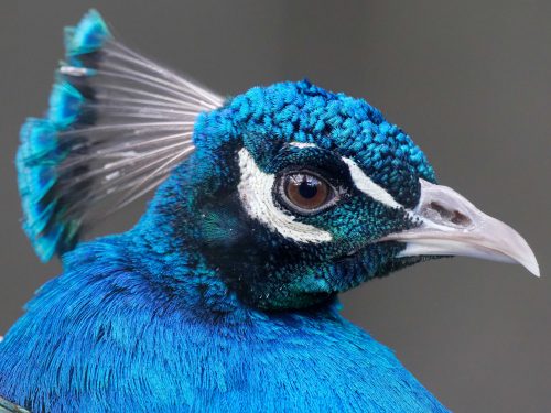 Alles over de: pauw | Ontmoet onze dieren | DierenPark Amersfoort