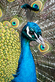 Ontmoet onze dieren - DierenPark Amersfoort