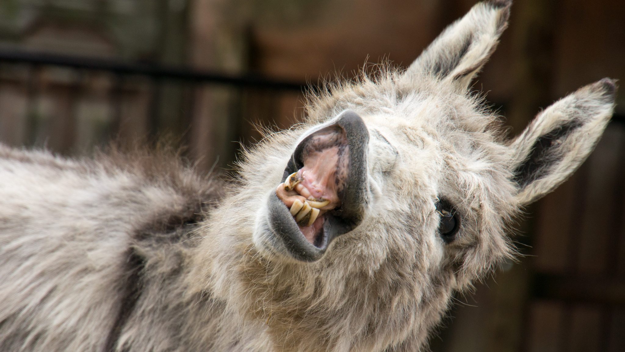 Alles over de mini-ezel | Ontmoet onze dieren | DierenPark Amersfoort