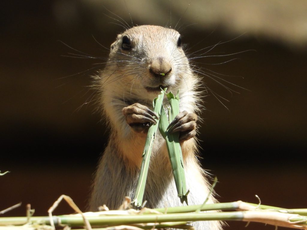 Alles over de: rat | Ontmoet onze dieren | DierenPark Amersfoort