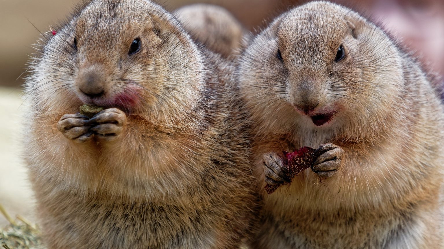Alles over het prairiehondje | Ontmoet onze dieren | DierenPark Amersfoort