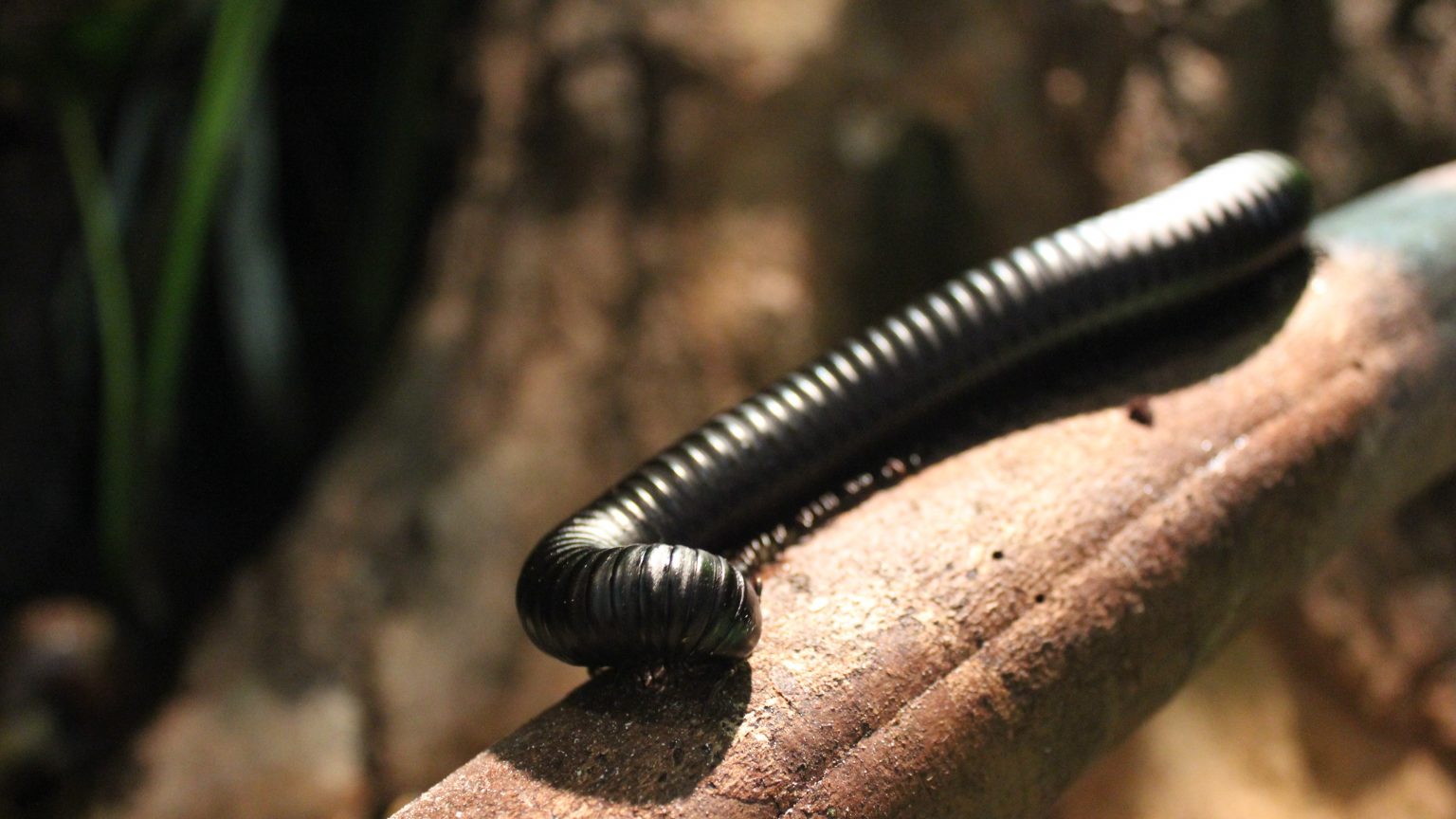 Alles over de miljoenpoot | Ontmoet onze dieren | DierenPark Amersfoort