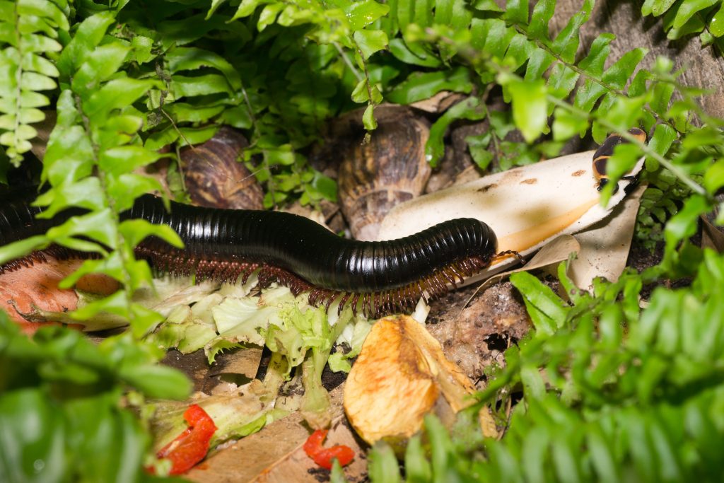 Alles over de miljoenpoot | Ontmoet onze dieren | DierenPark Amersfoort