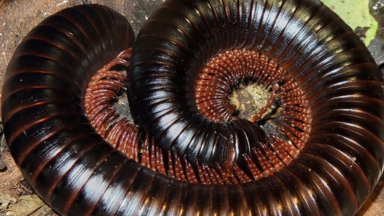 Alles over de miljoenpoot | Ontmoet onze dieren | DierenPark Amersfoort