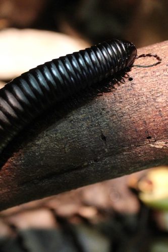 Ontmoet onze dieren - DierenPark Amersfoort