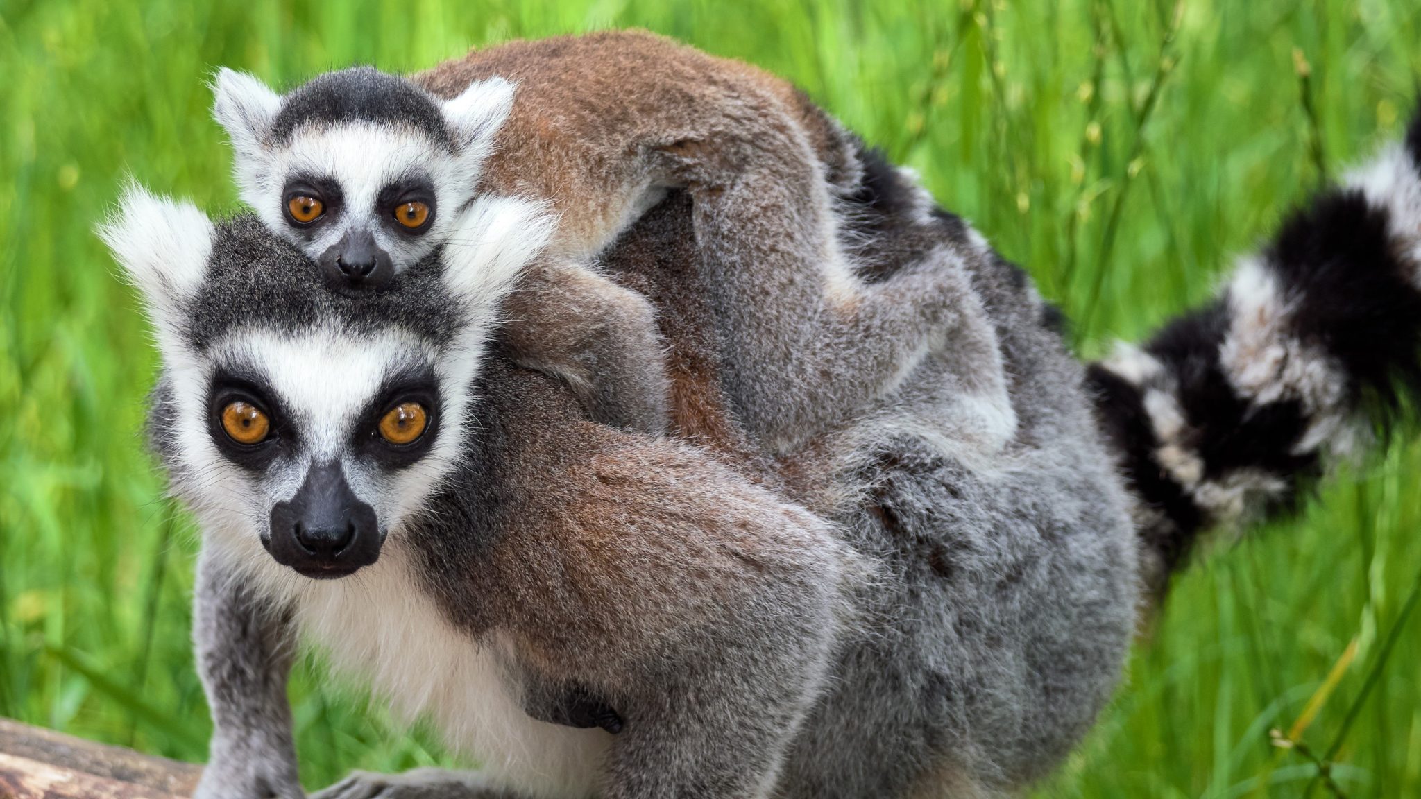 Alles over de: ringstaartmaki | Ontmoet onze dieren | DierenPark Amersfoort