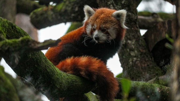 Alles over de rode panda | Ontmoet onze dieren | DierenPark Amersfoort