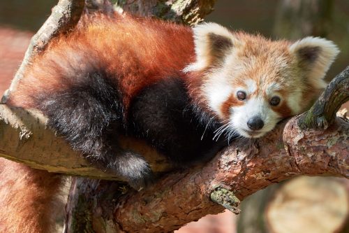 Rode panda - DierenPark Amersfoort