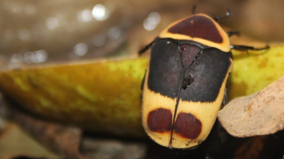 Alles over de kever | Ontmoet onze dieren | DierenPark Amersfoort