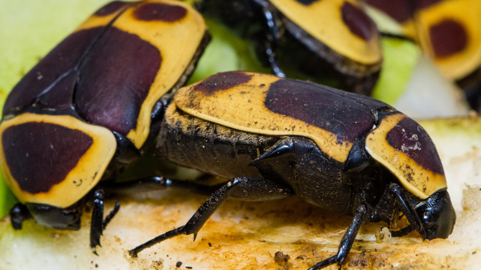 Alles over de kever | Ontmoet onze dieren | DierenPark Amersfoort