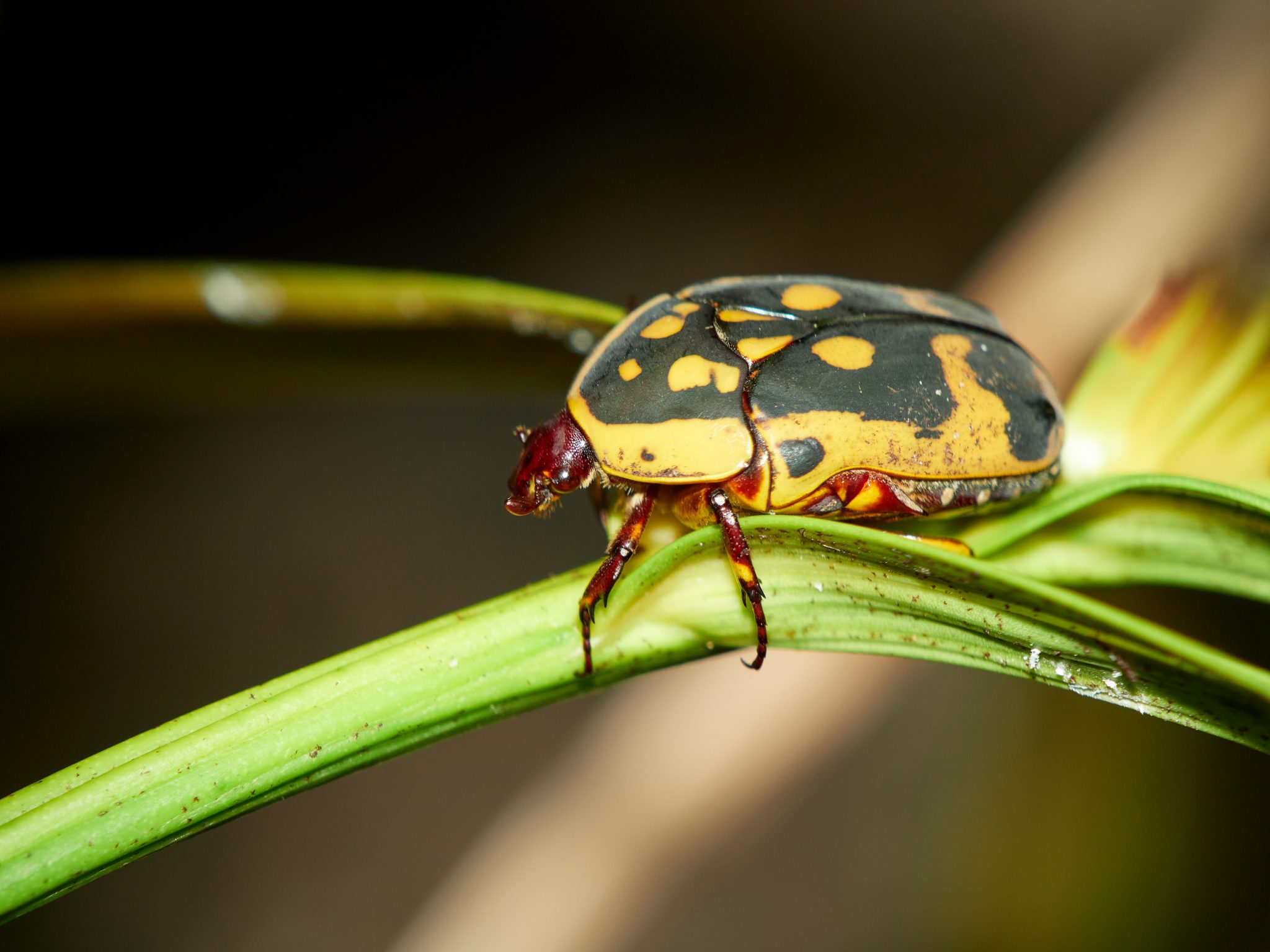 Alles over de kever | Ontmoet onze dieren | DierenPark Amersfoort