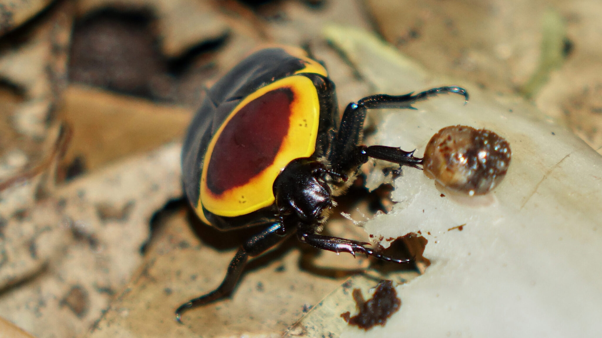 Alles over de kever | Ontmoet onze dieren | DierenPark Amersfoort