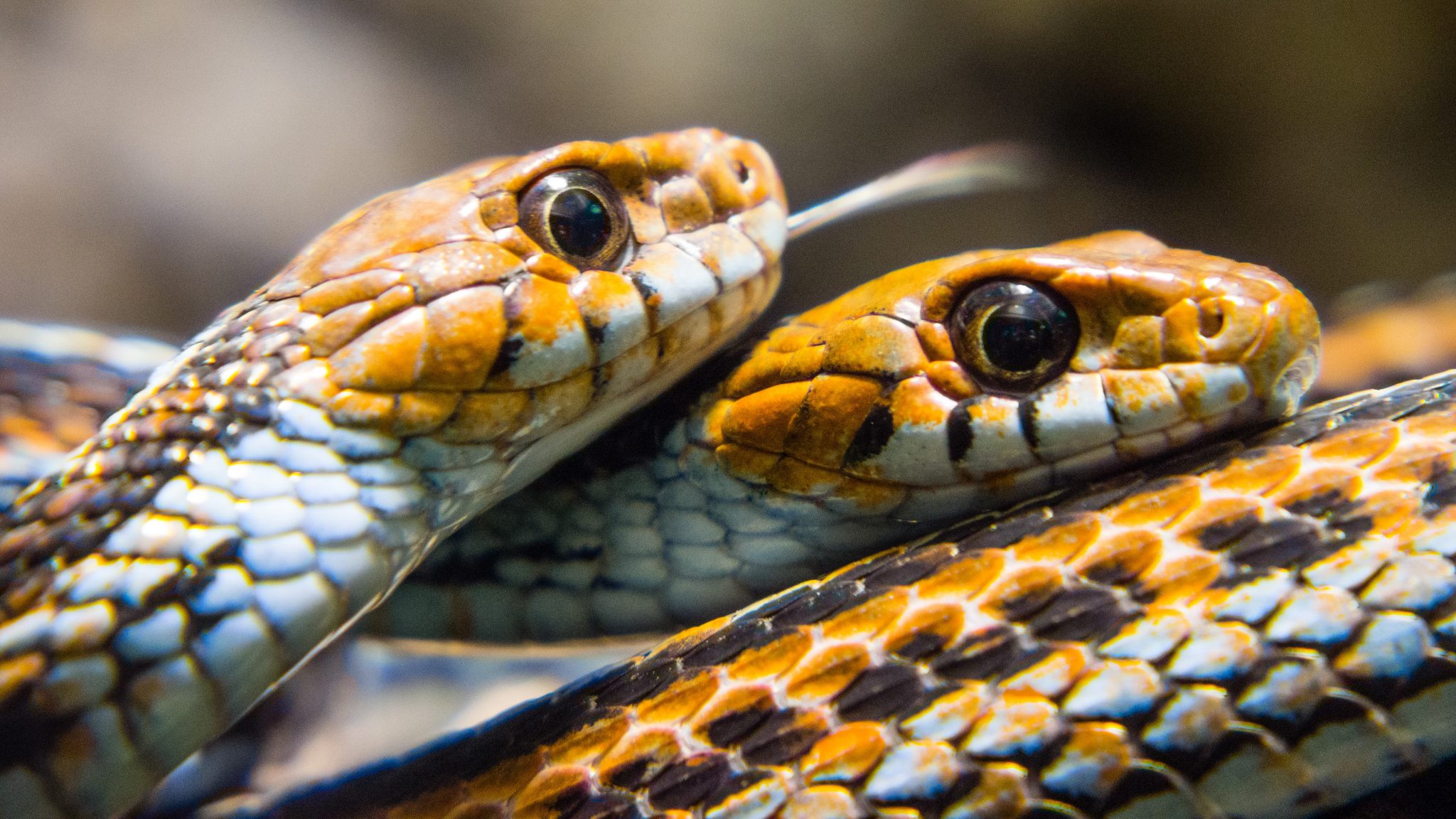 Alles over de lintslang | Ontmoet onze dieren | DierenPark Amersfoort