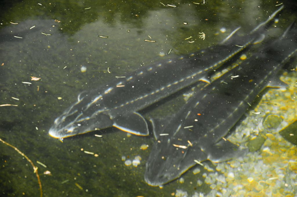 Steur - DierenPark Amersfoort