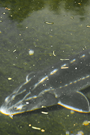 Alles over de: steur | Ontmoet onze dieren | DierenPark Amersfoort