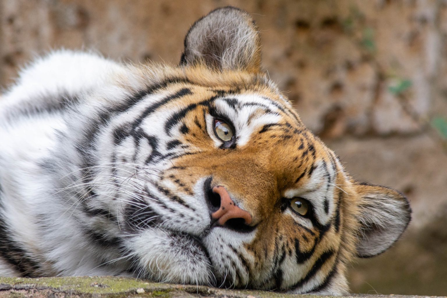 Alles over de rode panda | Ontmoet onze dieren | DierenPark Amersfoort