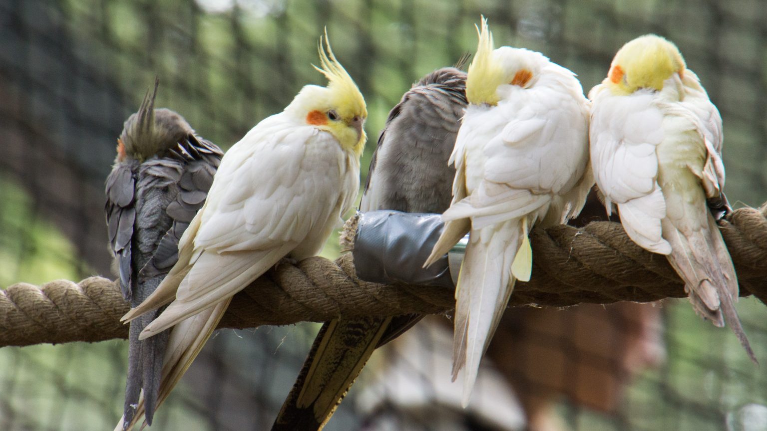 Alles over de: parkiet | DierenPark Amersfoort