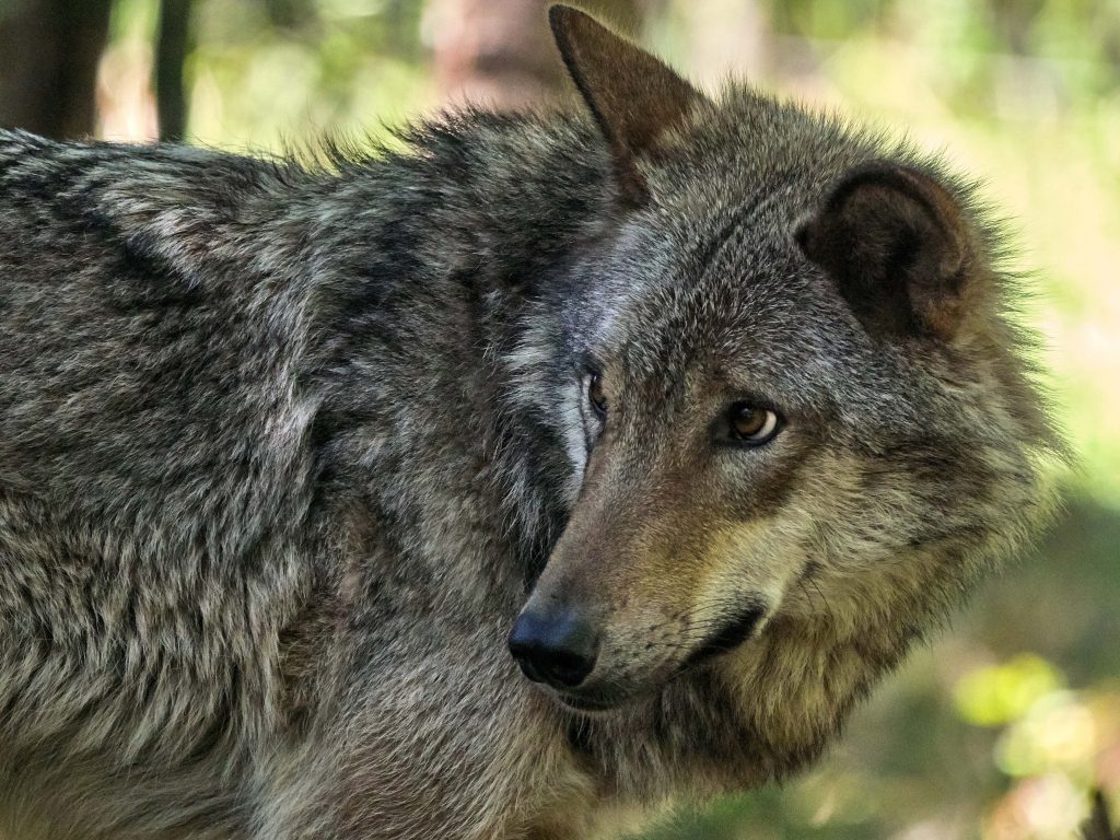 Alles over de wolf | Ontmoet onze dieren | DierenPark Amersfoort
