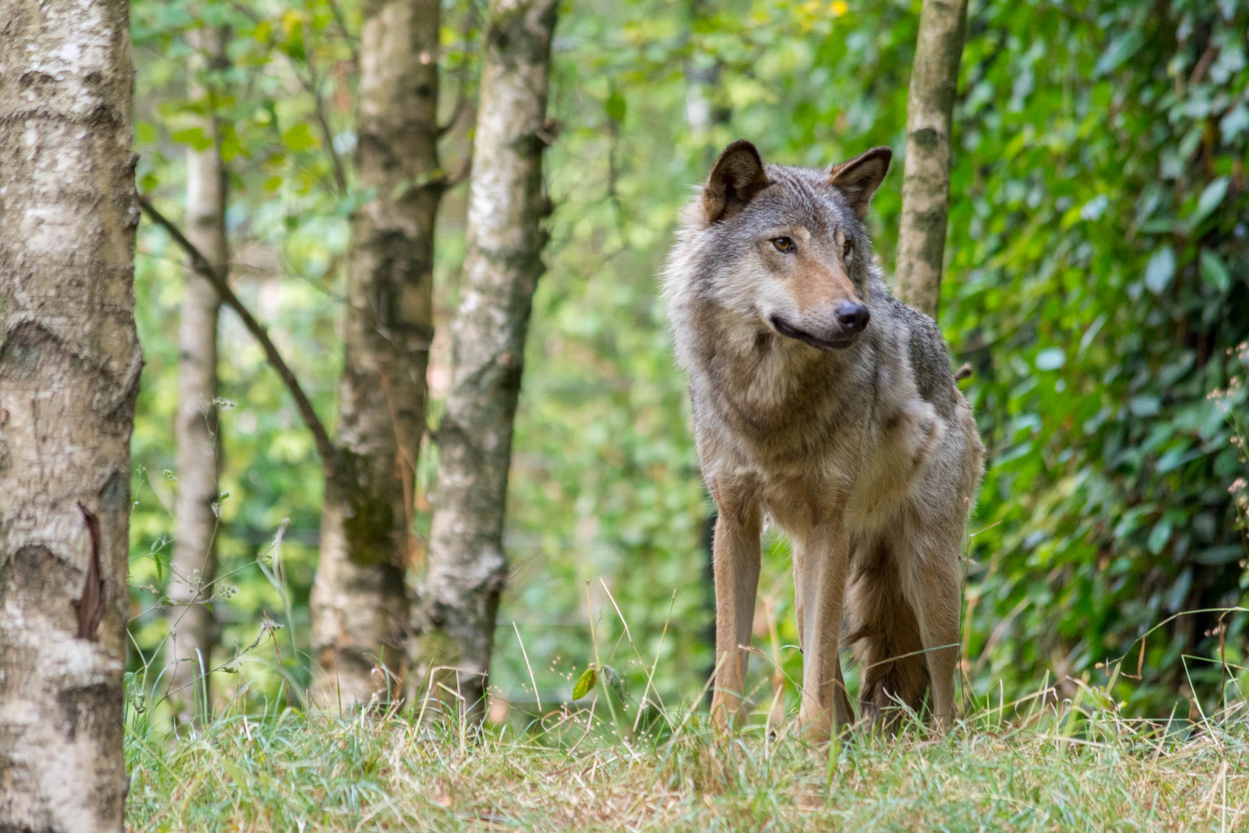 Alles over de wolf | Ontmoet onze dieren | DierenPark Amersfoort