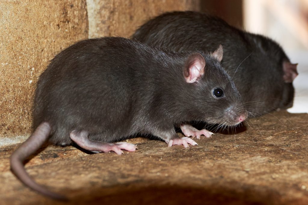 Alles over de: rat | Ontmoet onze dieren | DierenPark Amersfoort