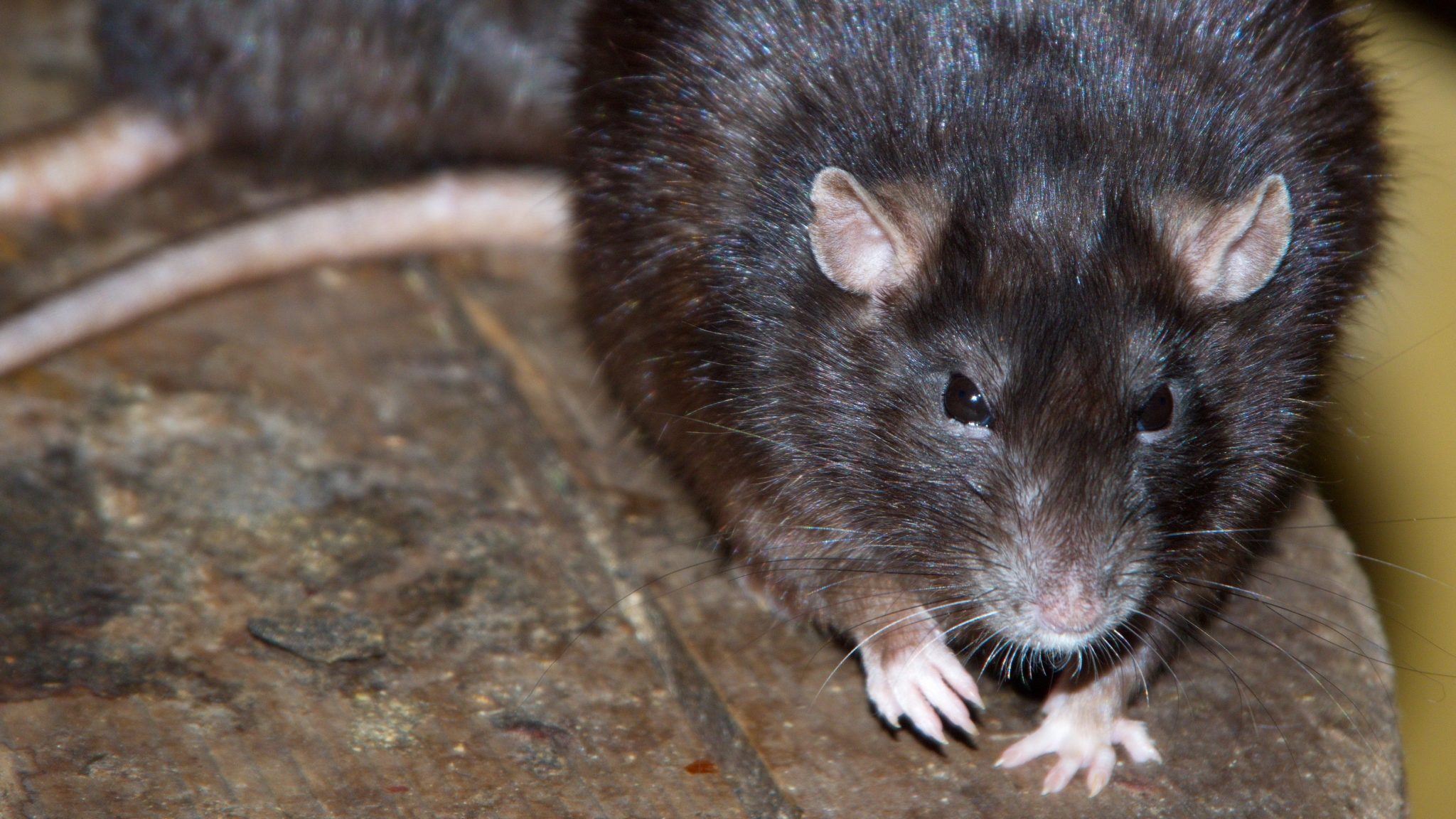 Alles over de: rat | Ontmoet onze dieren | DierenPark Amersfoort