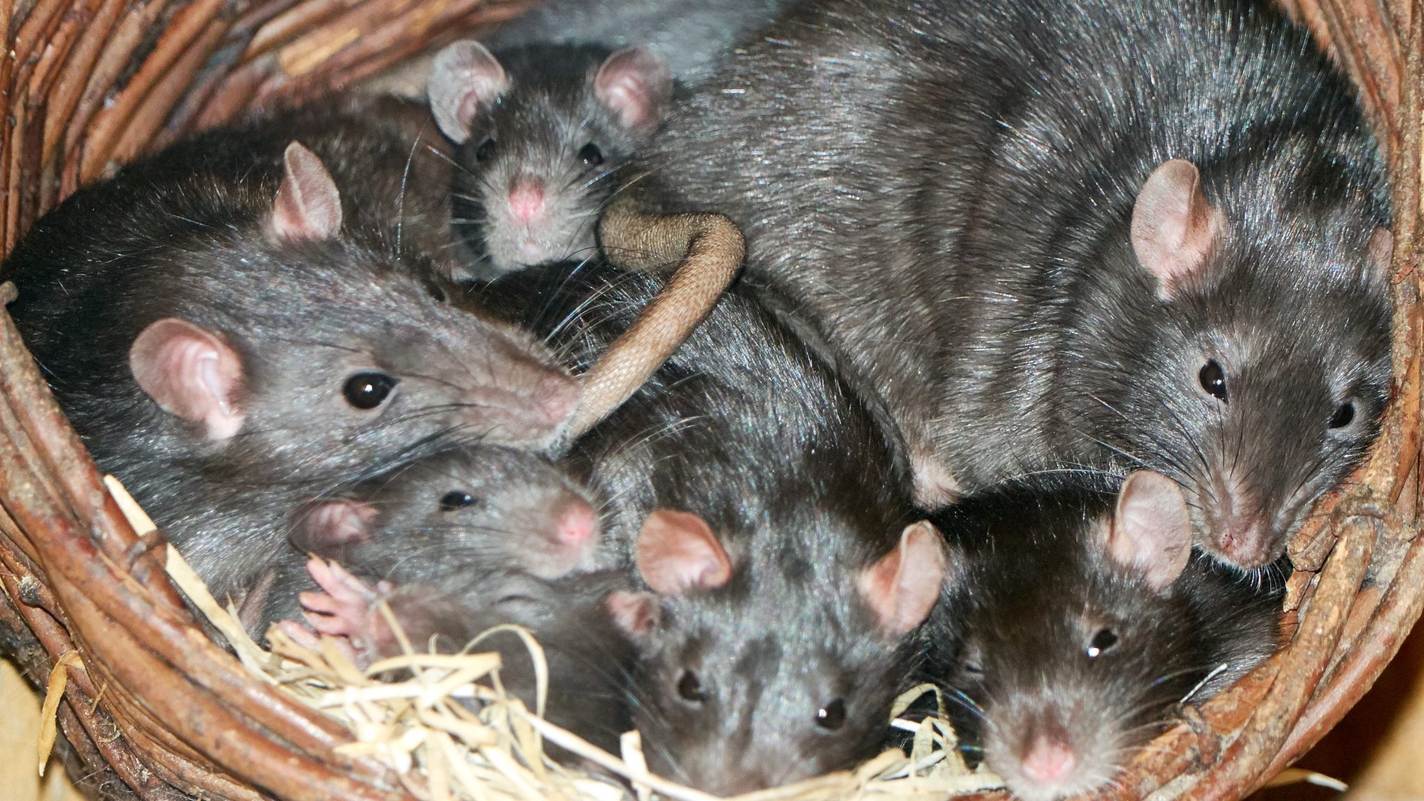 Alles over de: rat | Ontmoet onze dieren | DierenPark Amersfoort