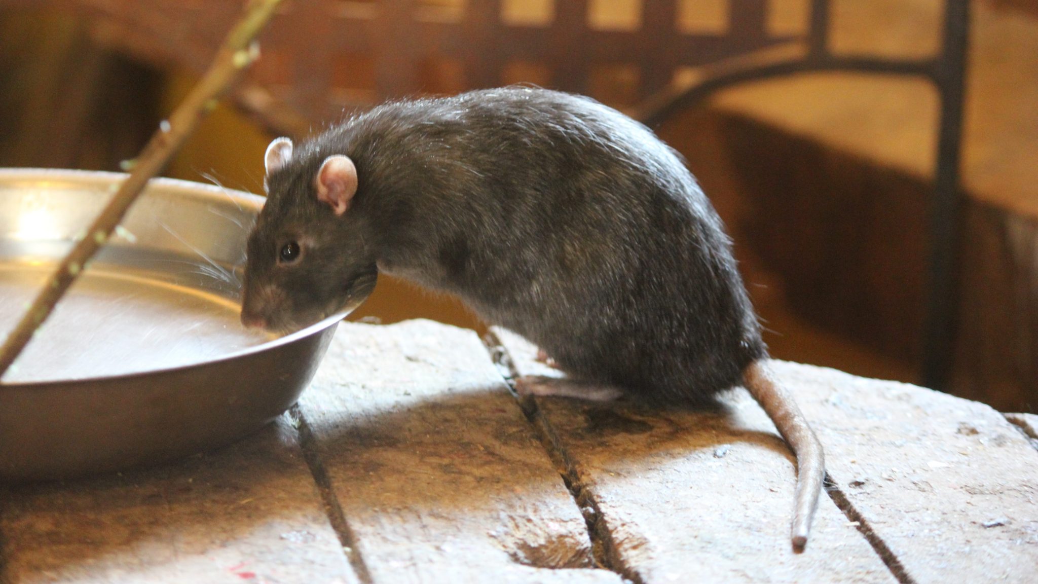 Alles over de: rat | Ontmoet onze dieren | DierenPark Amersfoort