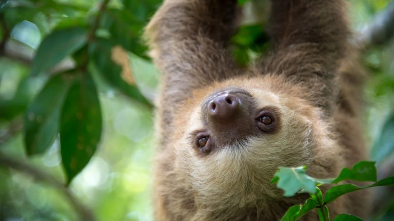Alles over de tweevingerige luiaard | Ontmoet onze dieren | DierenPark ...