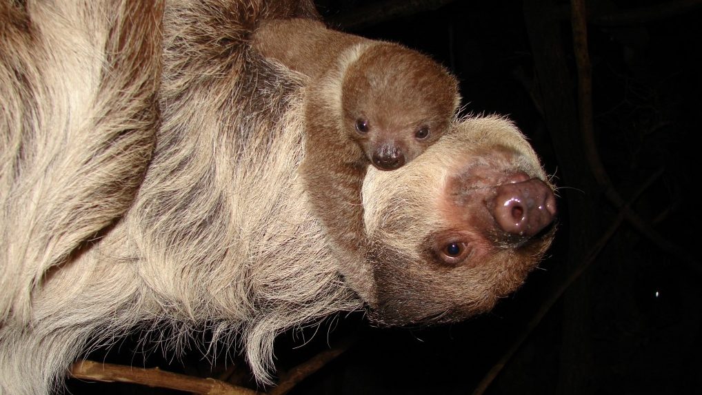Alles over de tweevingerige luiaard | Ontmoet onze dieren | DierenPark ...