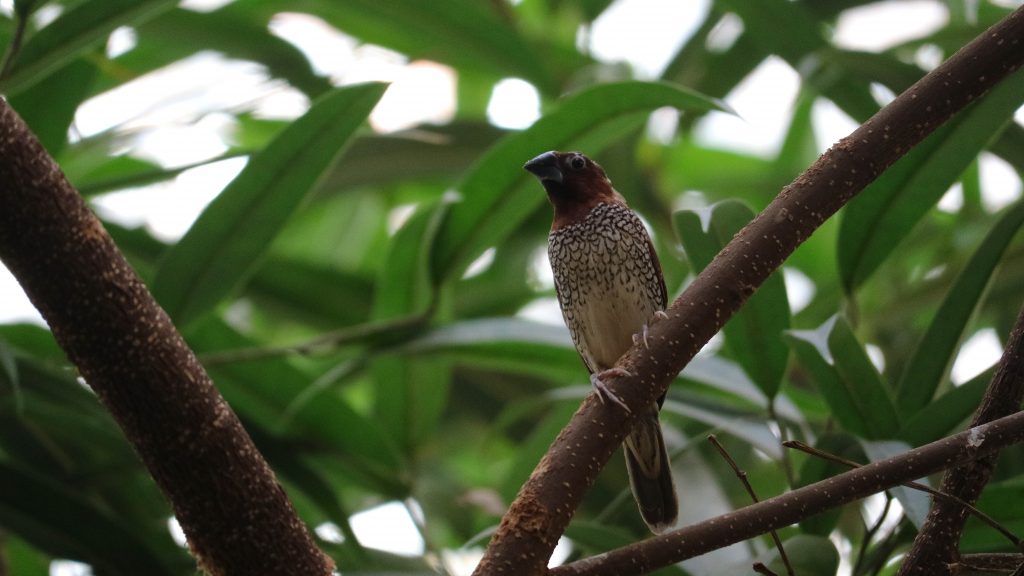Alles over de muskaatvink | Ontmoet onze dieren | DierenPark Amersfoort