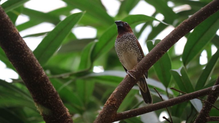 Alles over de muskaatvink | Ontmoet onze dieren | DierenPark Amersfoort