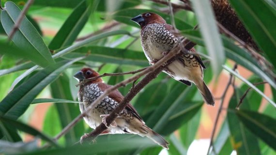 Alles over de muskaatvink | Ontmoet onze dieren | DierenPark Amersfoort