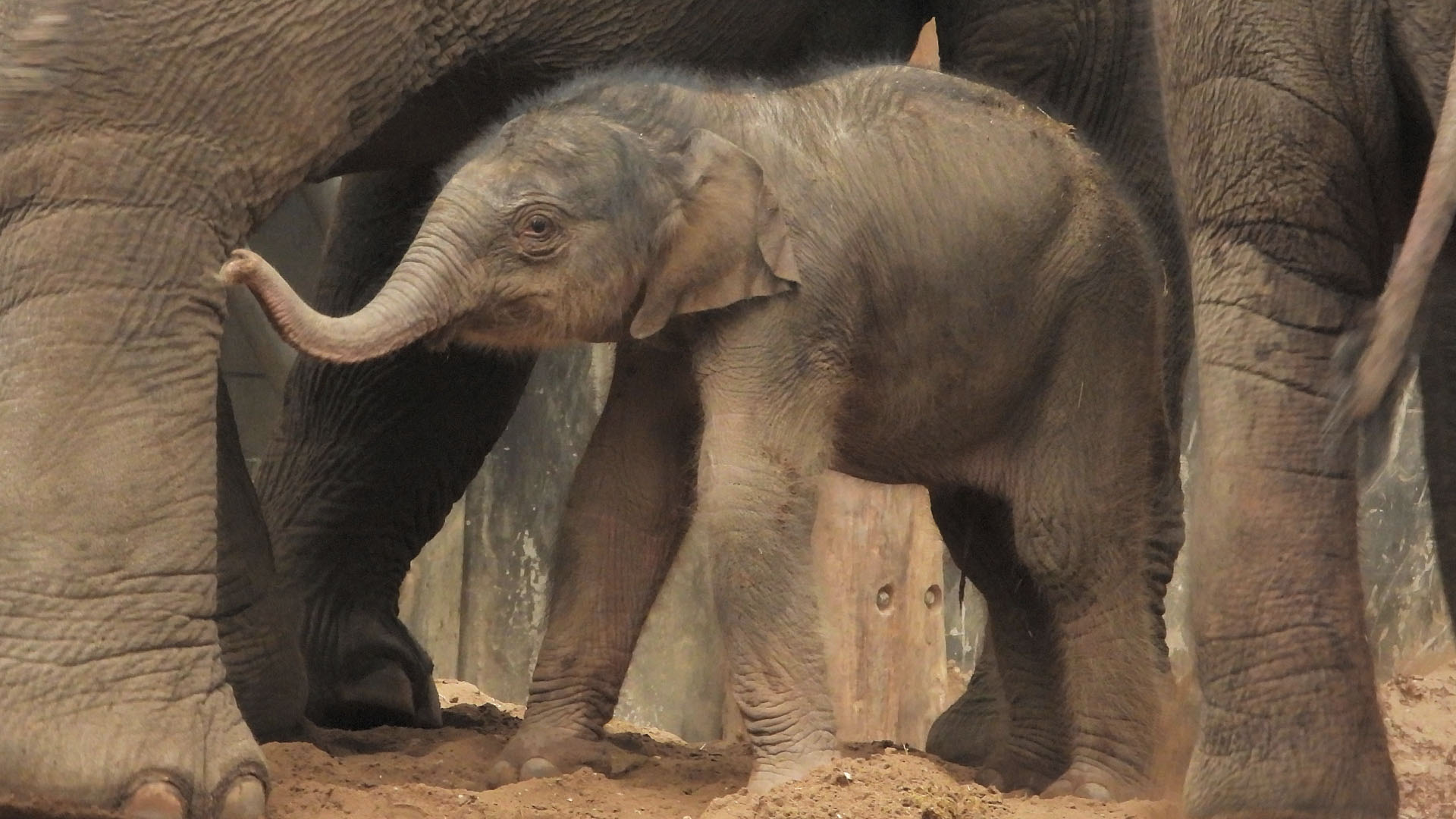 Olifantje geboren - DierenPark Amersfoort