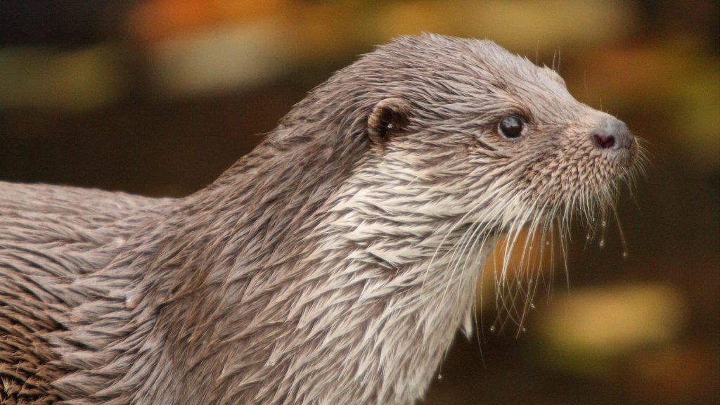 Jaar van de otter | Blog: Saskia Visser (Dierverzorging) & Elze Polman ...