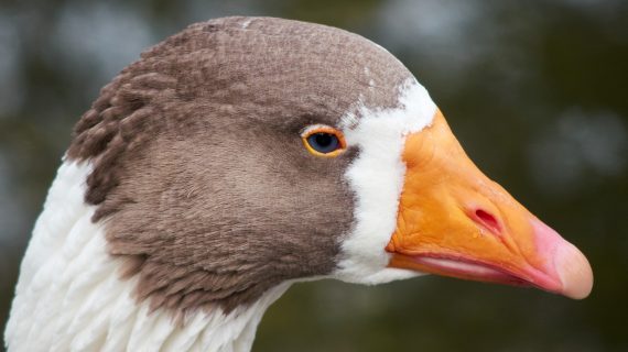 Gans | Ontmoet onze dieren | DierenPark Amersfoort